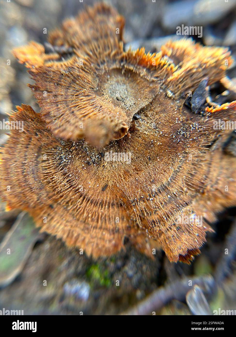 Brown Funnel Polypore (Coltricia perennis), Fungi, Los Osos, CA, US ...