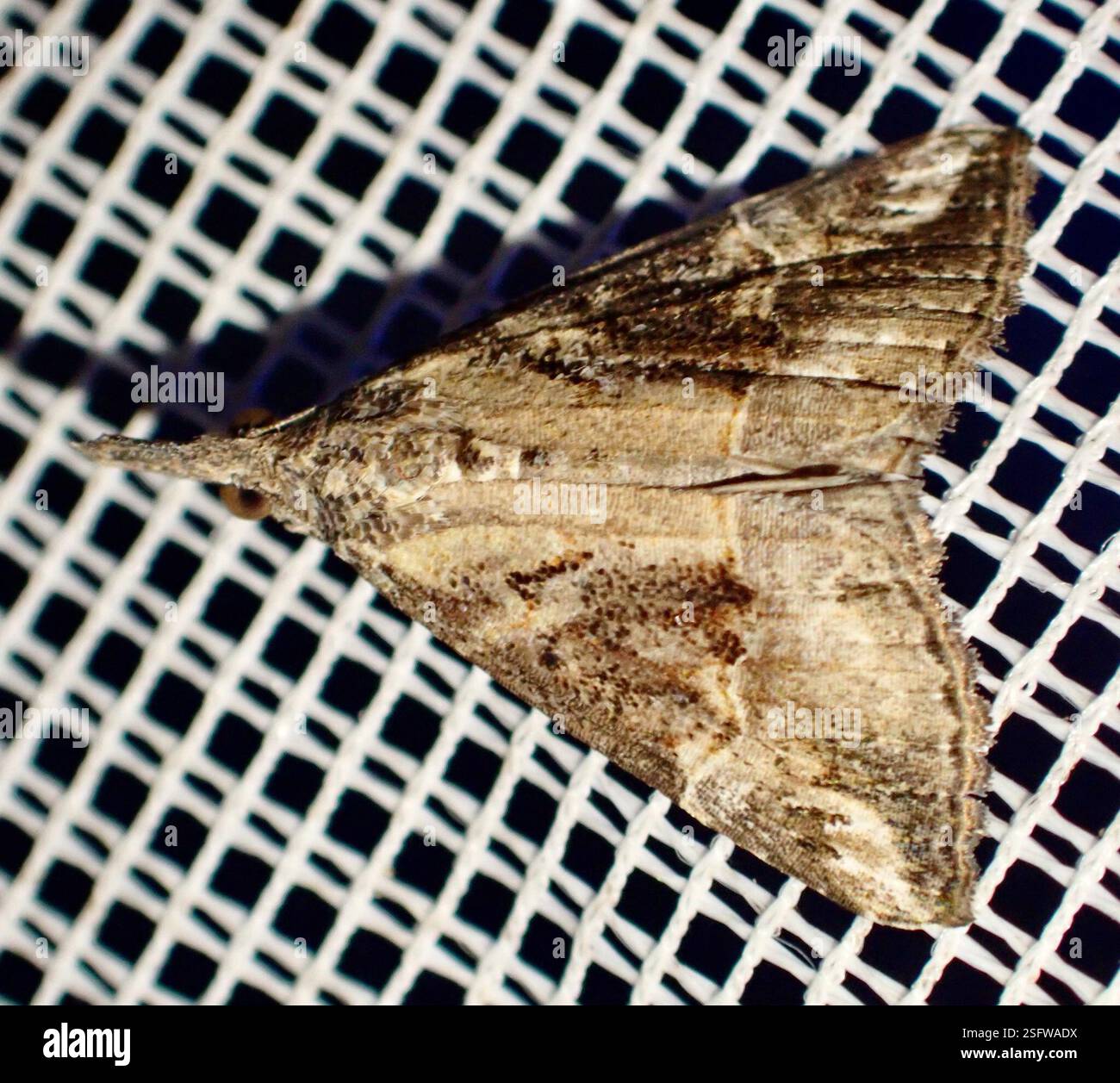 Lantana Defoliator (Hypena laceratalis), Insecta, Santo Antão, Cape ...