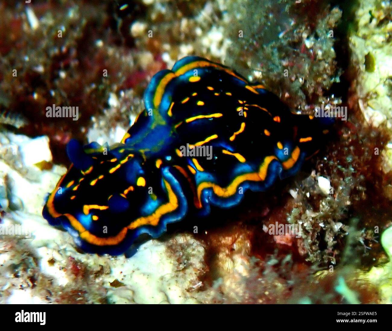 African sea goddess (Felimare tema), Mollusca, Calheta Pequena, Cape ...