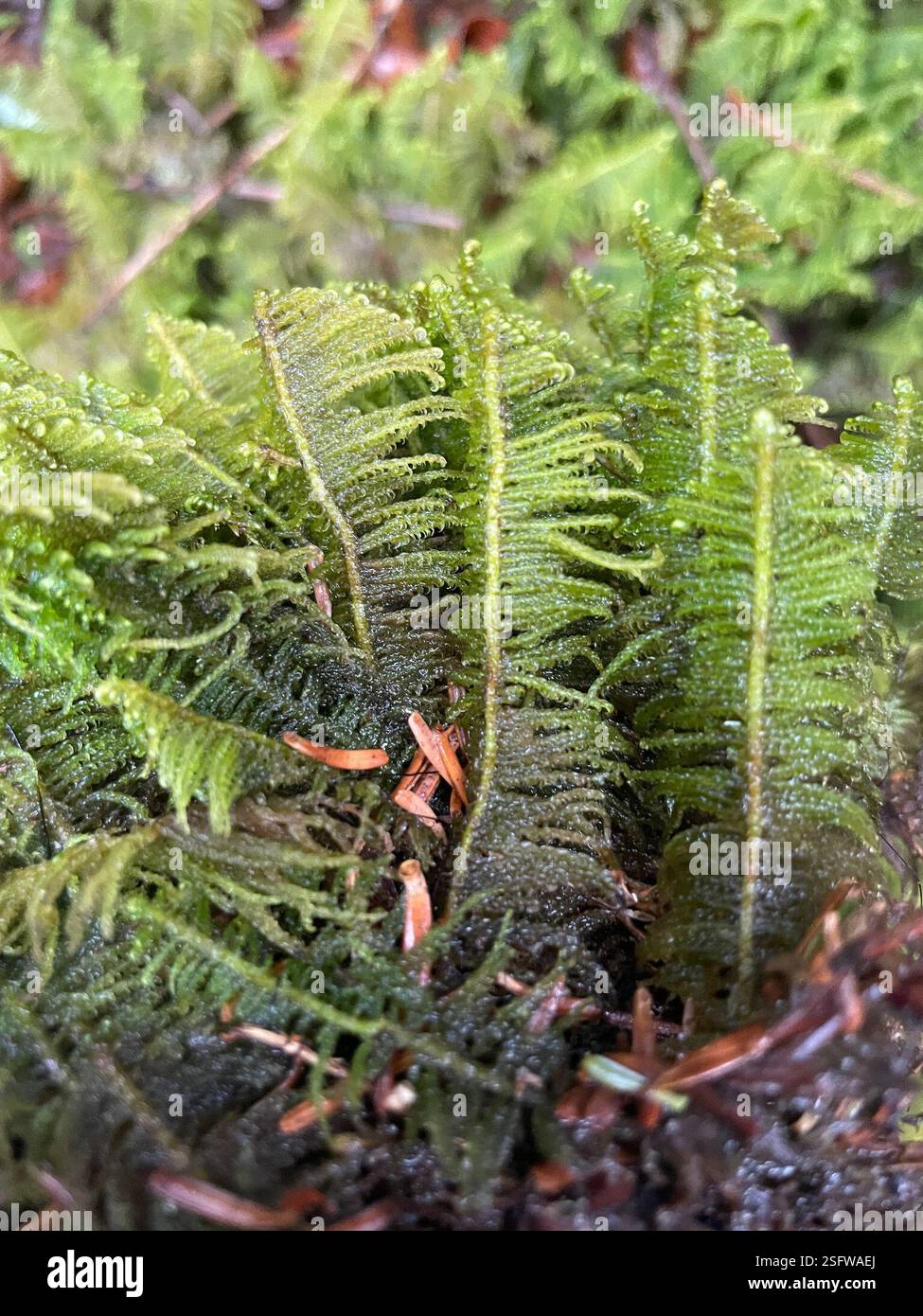 Ostrich-plume Moss (Ptilium crista-castrensis), Plantae, Avery County ...