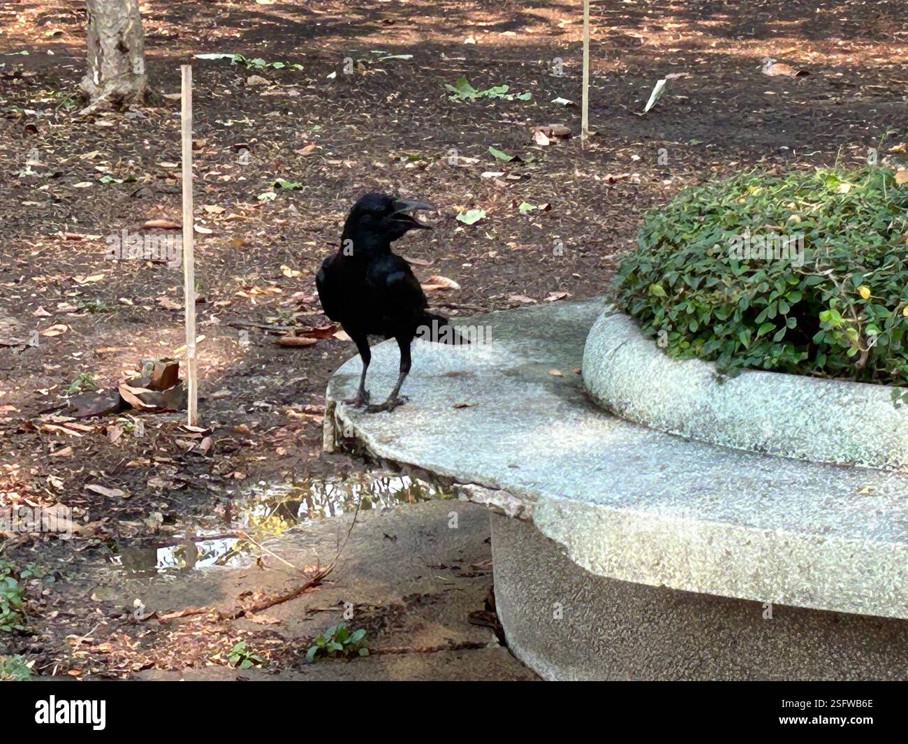 Large-billed Crow (Corvus macrorhynchos), Aves, Lumphini Park, Bangkok ...