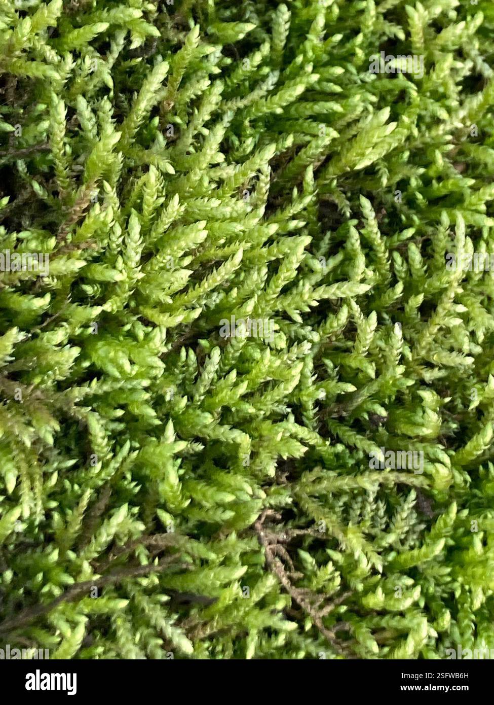 Waterside Feather Moss (Brachythecium rivulare), Plantae, Thames Path ...