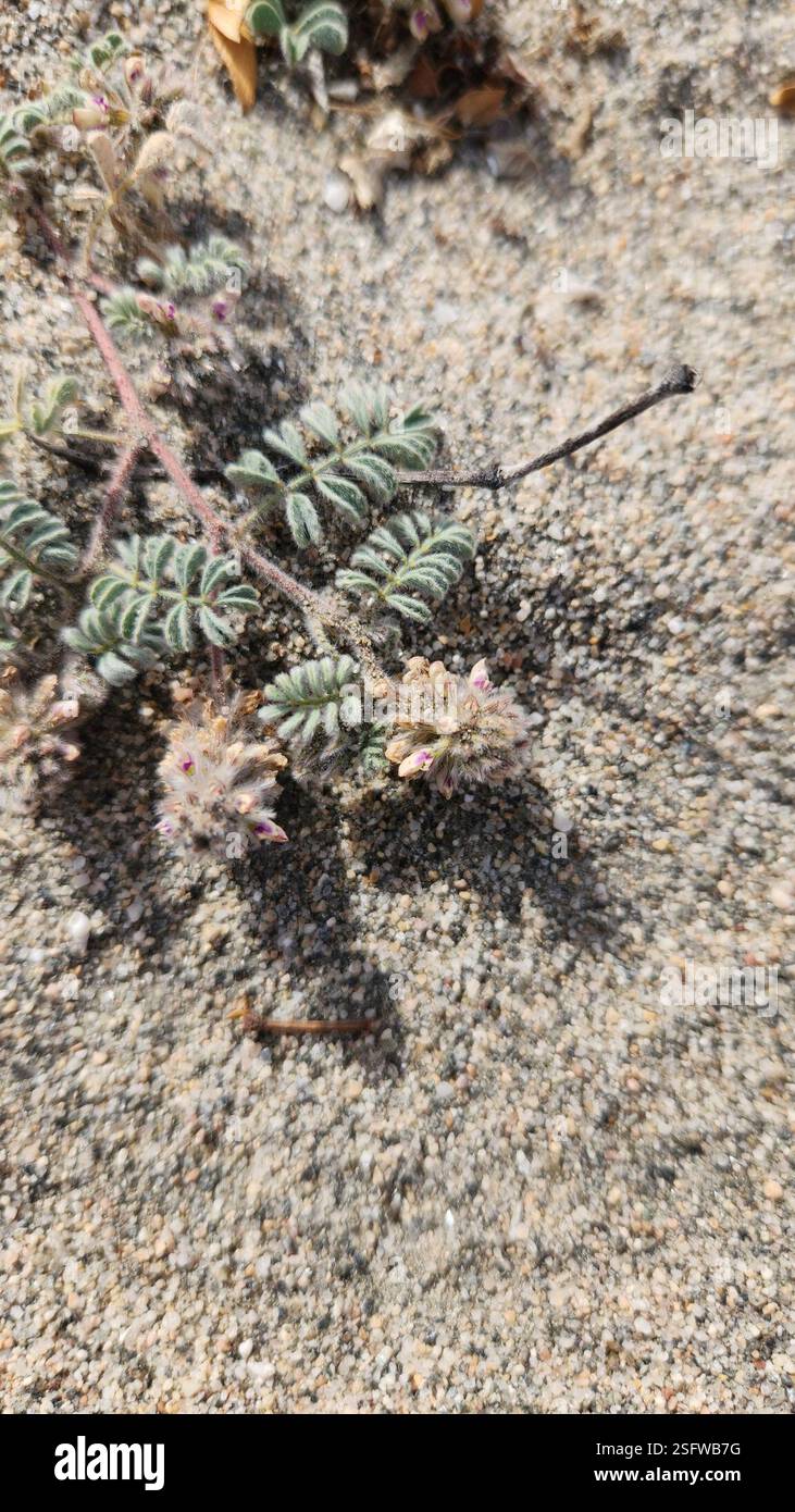 soft prairie clover (Dalea mollissima), Plantae, Riverside County, CA ...