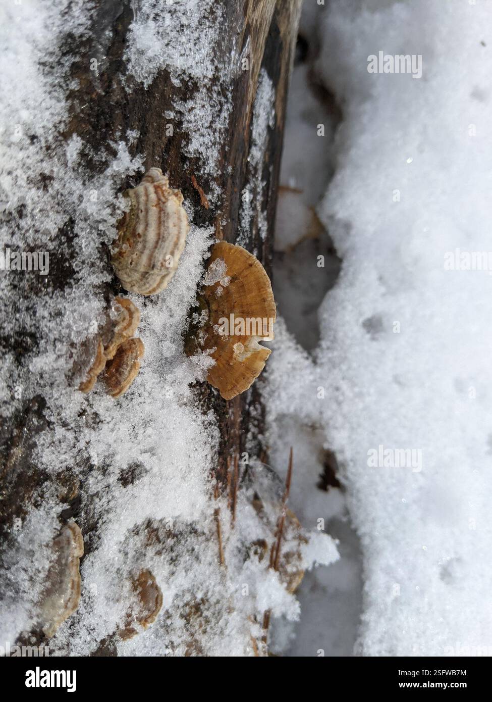 bracket fungi (Polyporaceae), Fungi, Kingston, ON, Canada Stock Photo ...