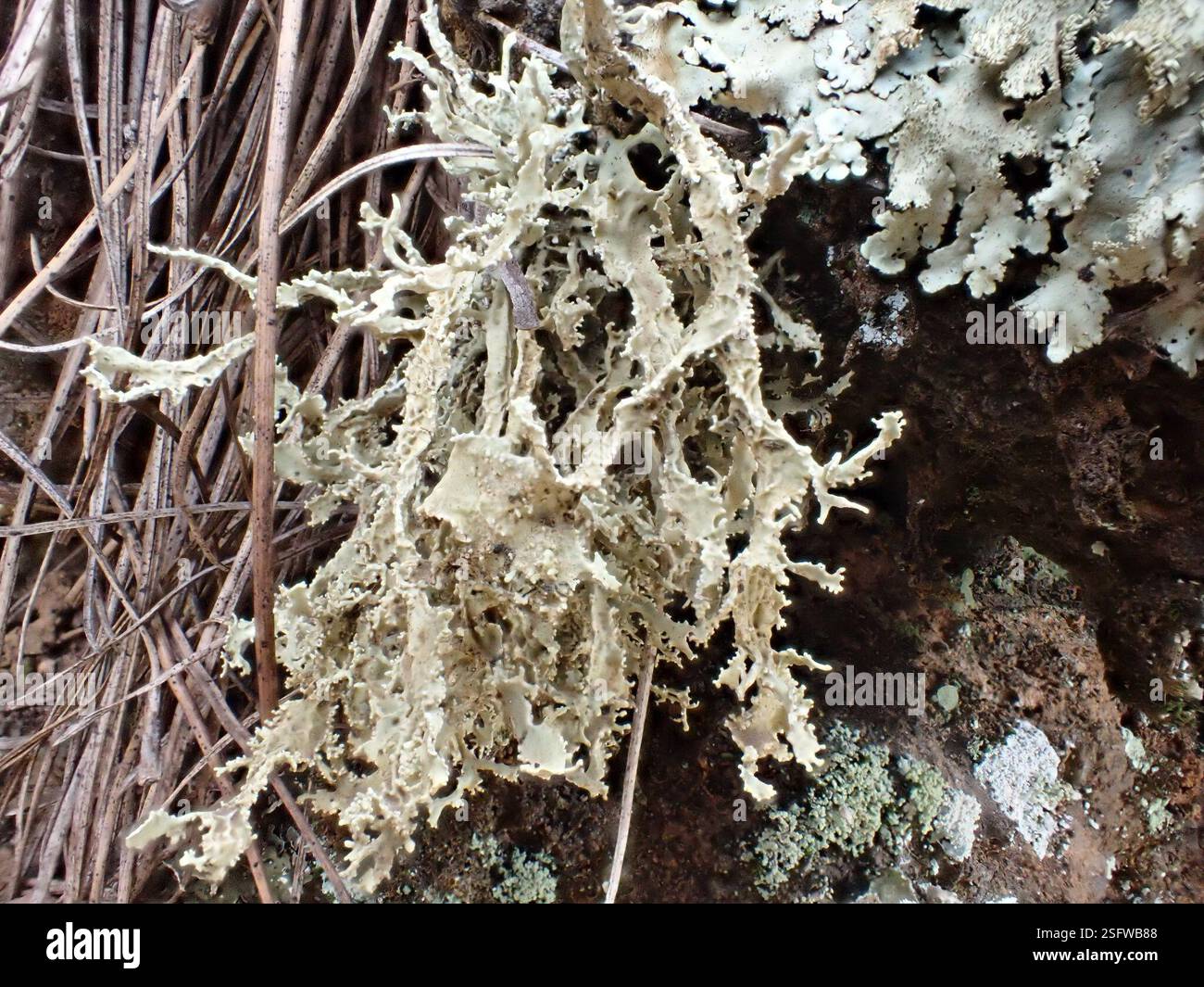bushy lichens, sea-fog lichens, and allies (Ramalinaceae), Fungi, Santo ...