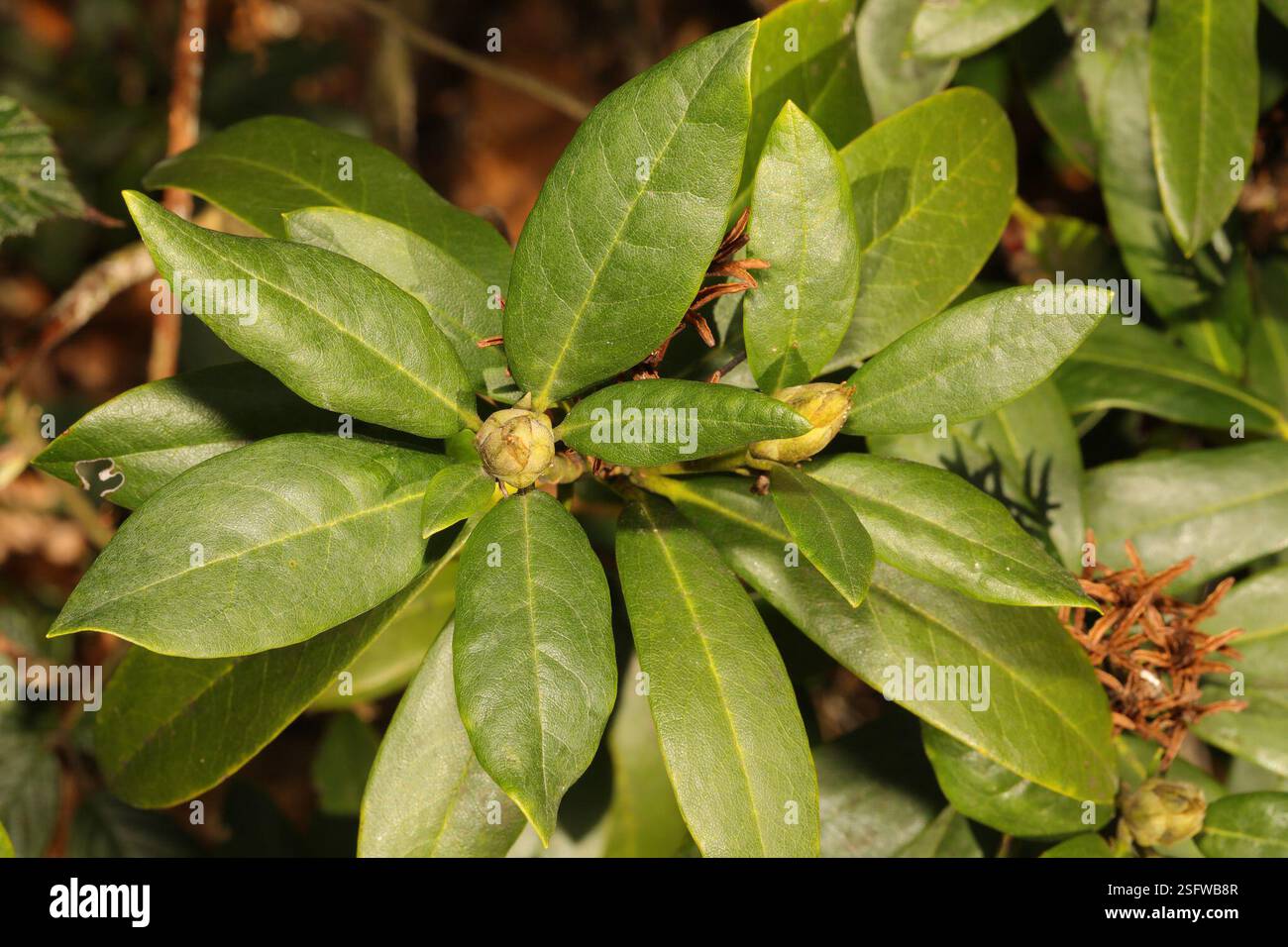 Pontic Rhododendron (Rhododendron ponticum), Plantae, Reynolds Park ...