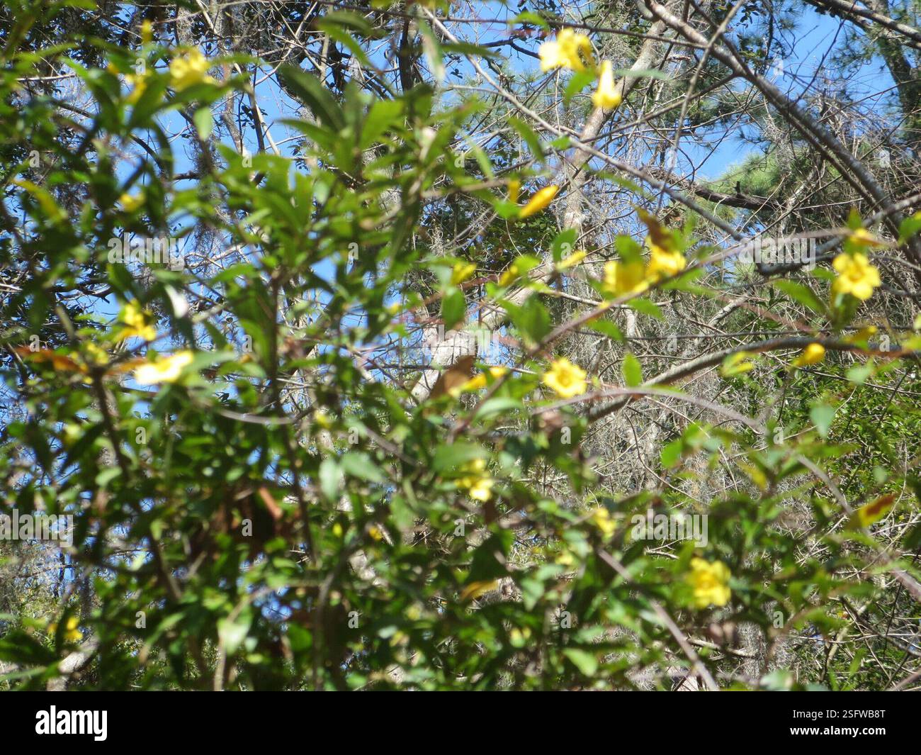 yellow jessamine (Gelsemium sempervirens), Plantae, Windsor Forest ...