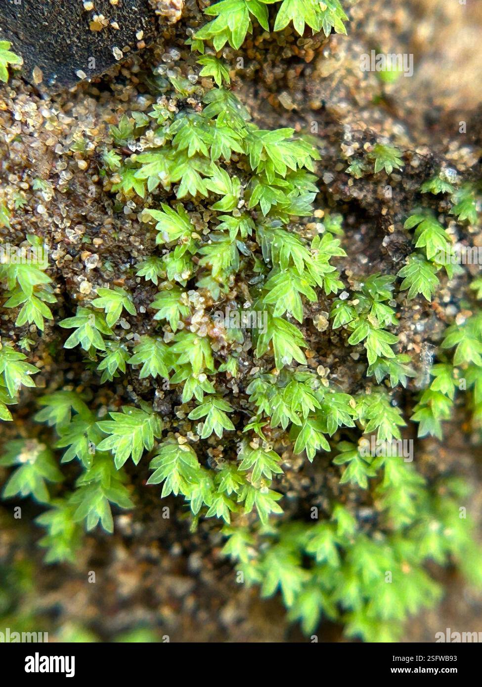 pocket mosses (Fissidens), Plantae, Alamo Dr, Los Osos, CA, US Stock ...
