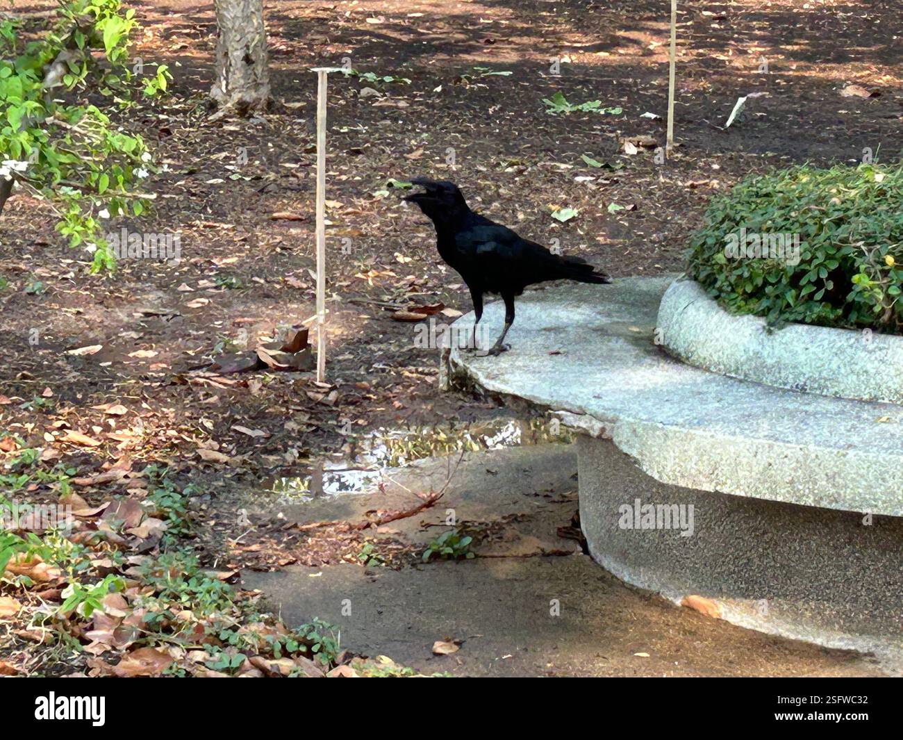 Large-billed Crow (Corvus macrorhynchos), Aves, Lumphini Park, Bangkok ...