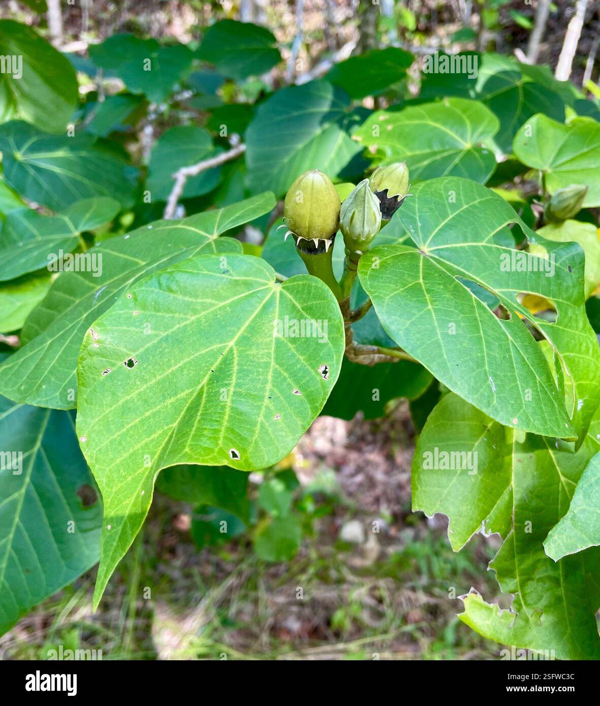 blue mahoe (Hibiscus elatus), Plantae, Pinar del Río, CU, Blue Mahoe ...
