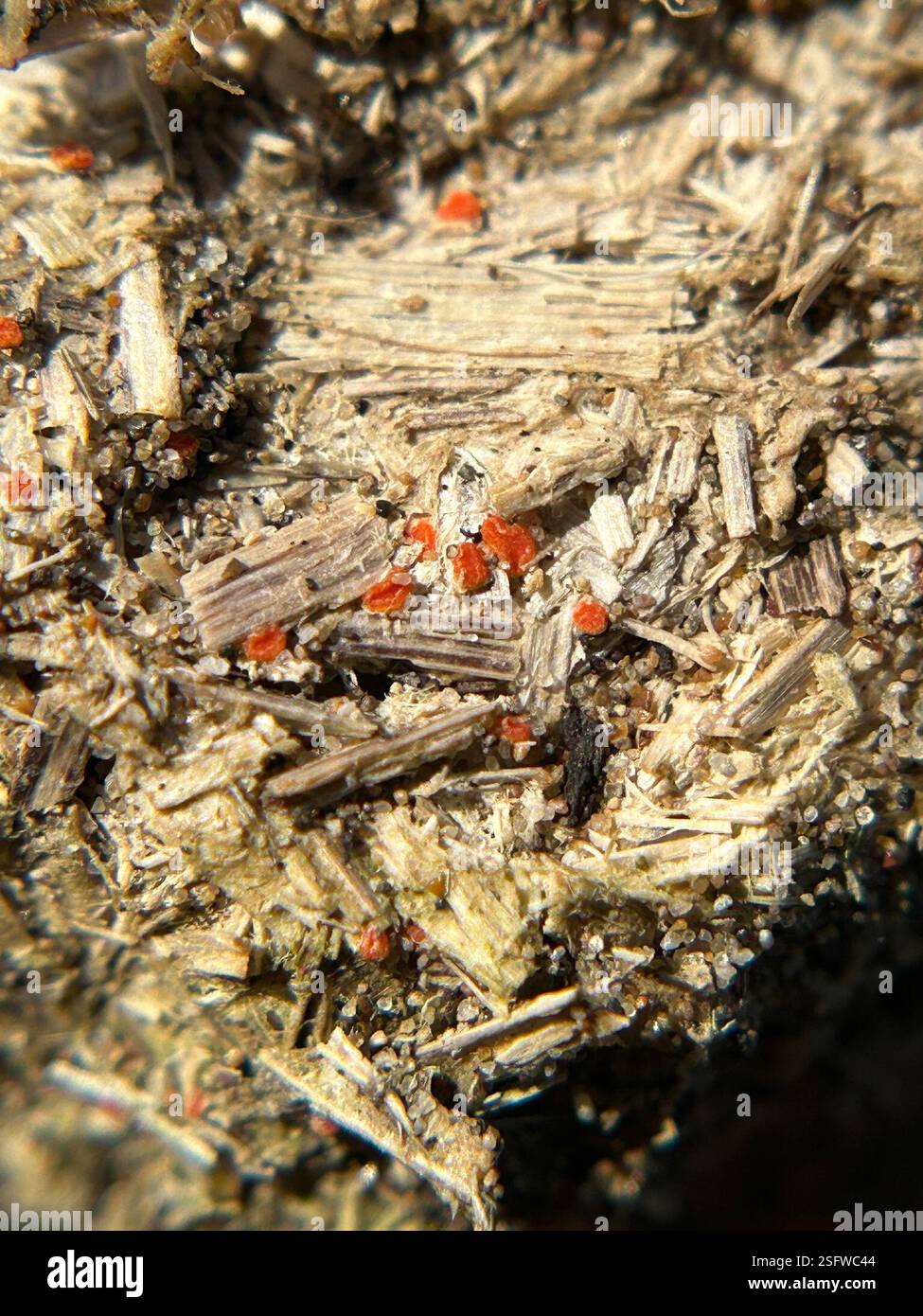 (Cheilymenia), Fungi, Montaña de Oro State Park, Los Osos, CA, US ...