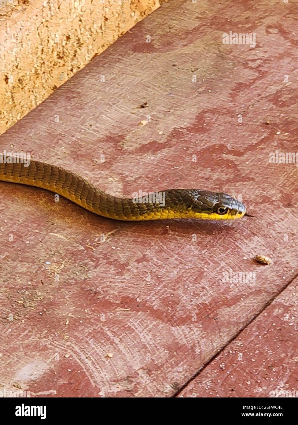 Common Tree Snake (Dendrelaphis punctulatus), Reptilia, Bouldercombe ...