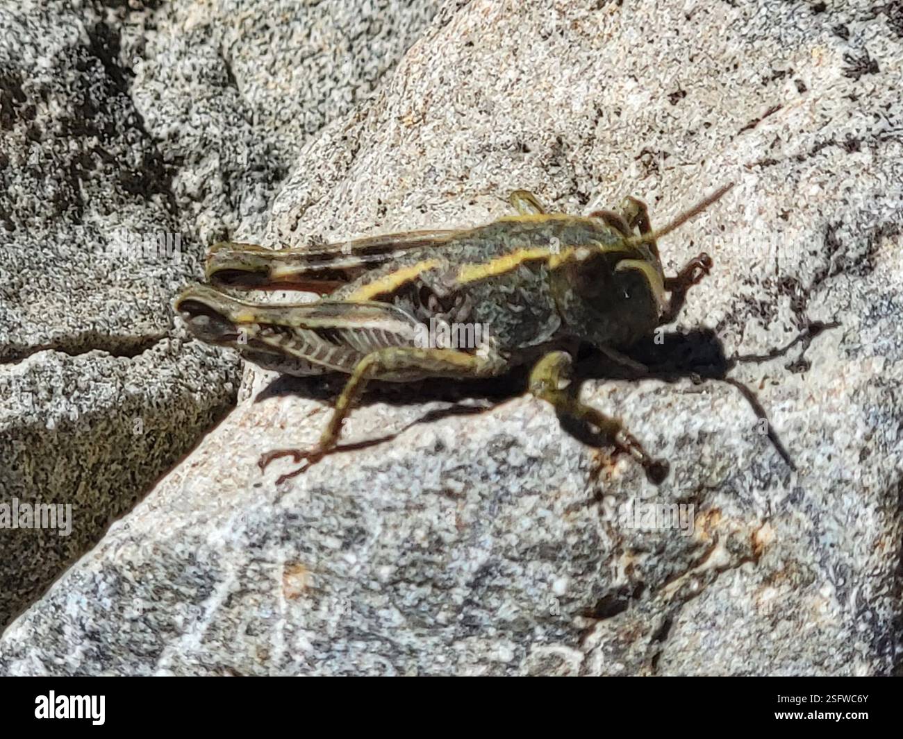 (Sigaus nitidus), Insecta, 7072, New Zealand Stock Photo - Alamy