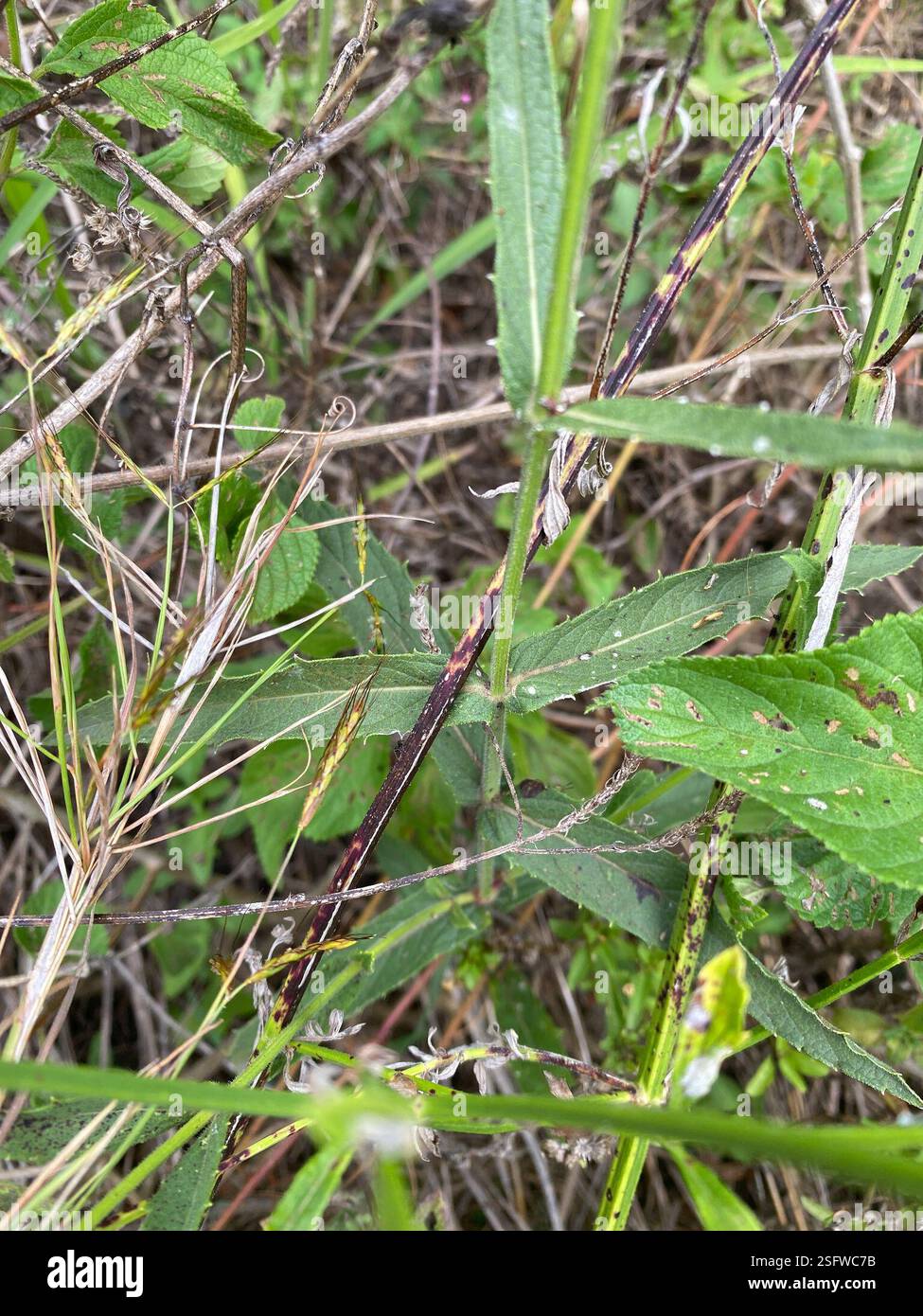 Slender Vervain (Verbena rigida), Plantae, Southeast Outer Brisbane ...