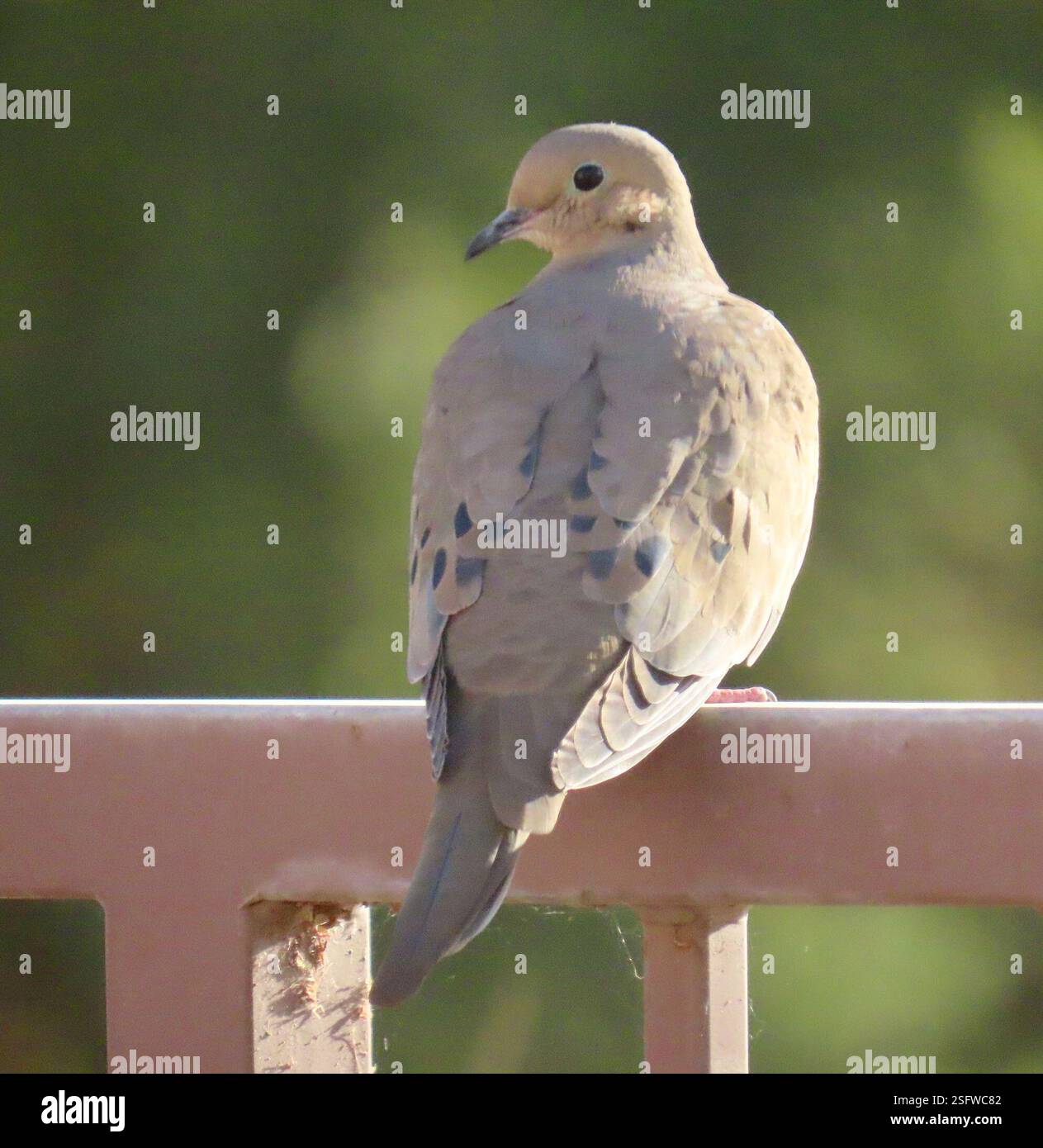 Mourning Dove (Zenaida macroura), Aves, Signal Ct, Palm Desert, CA, US ...