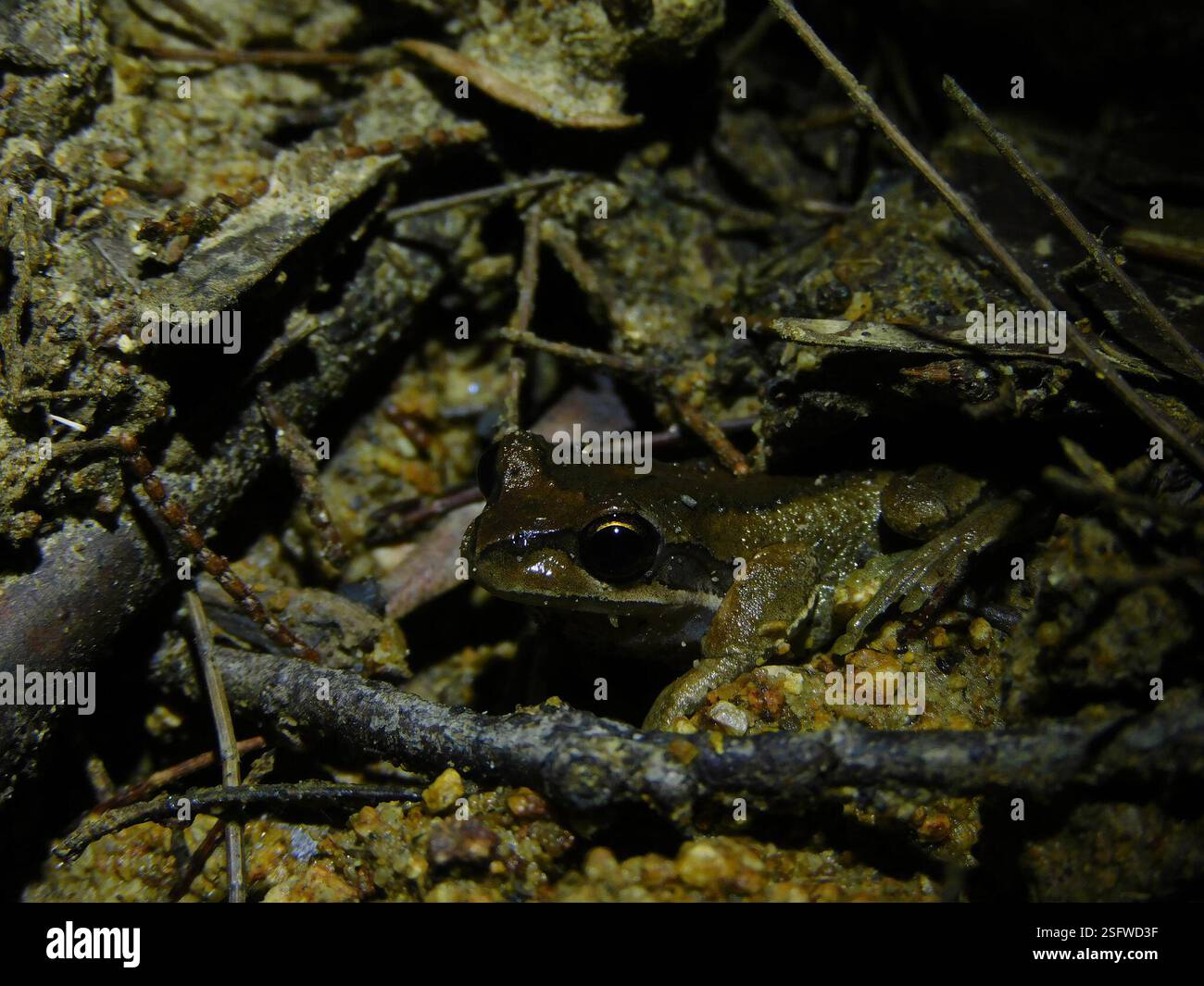 Brown Tree Frog (Litoria ewingii), Amphibia, Hobart TAS, Australia ...