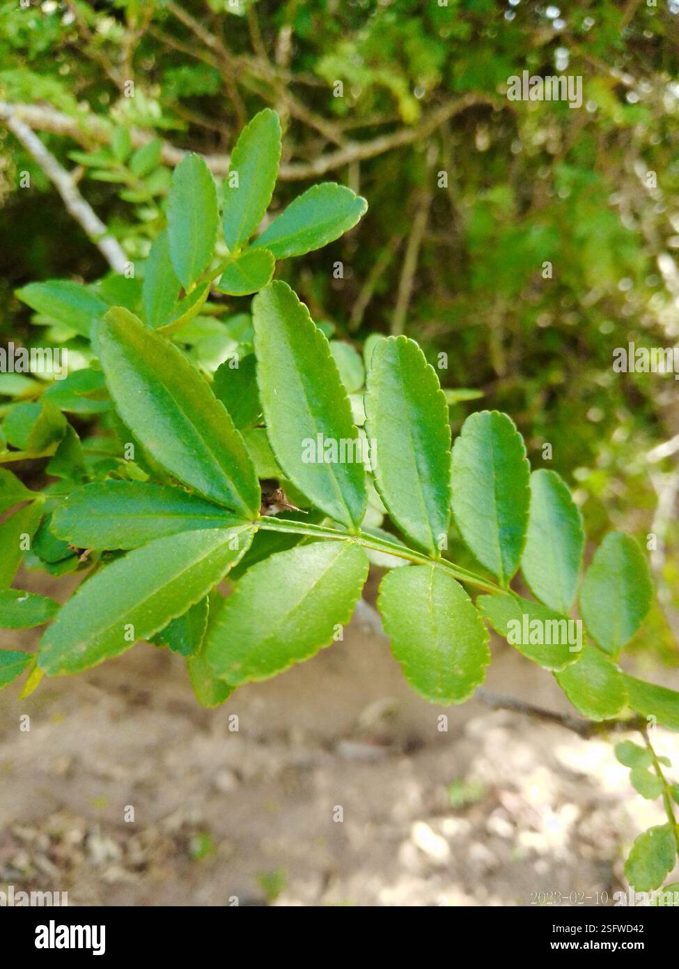 Lime Prickly-ash (Zanthoxylum fagara), Plantae, 37000 Departamento de Cerro Largo, Uruguay Stock ...