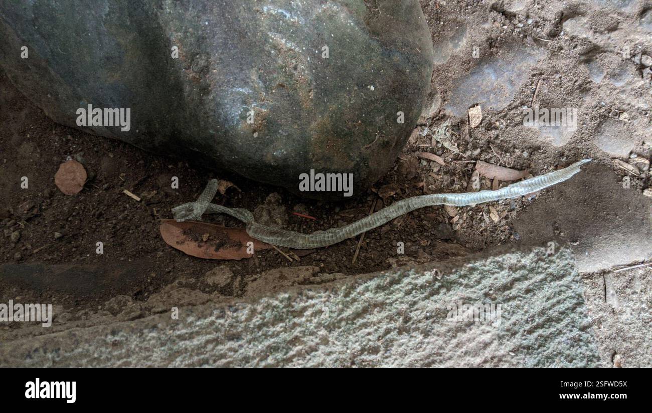 Snakes (Serpentes), Reptilia, Kedungpane, Mijen, Semarang City, Central ...