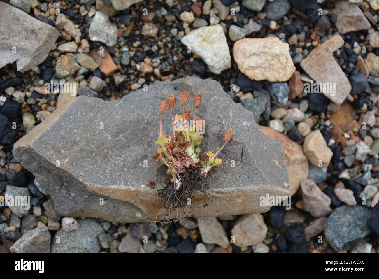 Pygmy Saxifrage (Saxifraga hyperborea), Plantae, Провиденский р-н ...