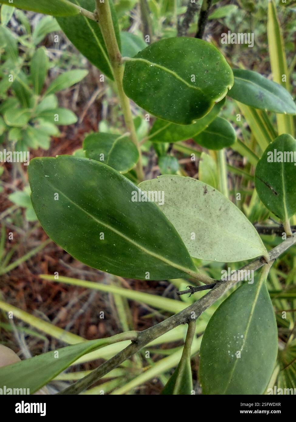 gallberry (Ilex glabra), Plantae, Flagler County, US-FL, US Stock Photo ...
