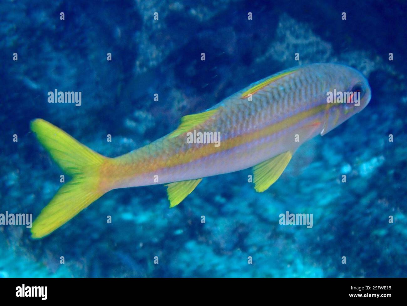 Yellow Goatfish (Mulloidichthys martinicus), Actinopterygii, Baía Entre ...