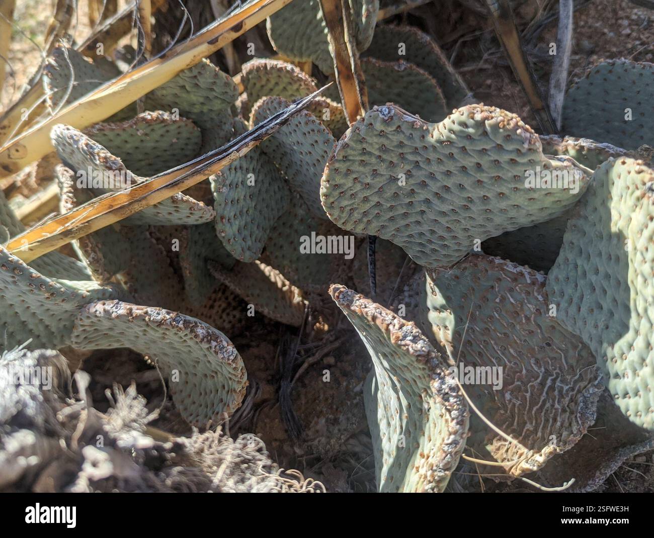 beavertail cactus (Opuntia basilaris basilaris), Plantae, San ...