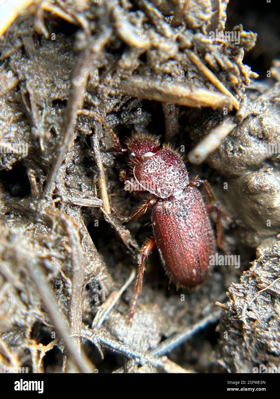 (Dicheirus dilatatus), Insecta, Camp San Luis Obispo, San Luis Obispo ...