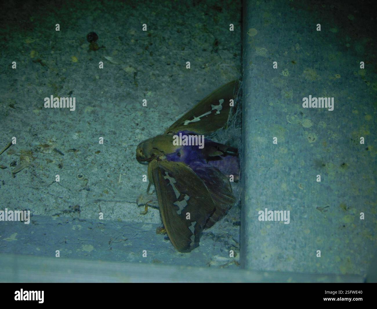 Mustard Ghost Moth (Abantiades hyalinatus), Insecta, Hobart TAS ...