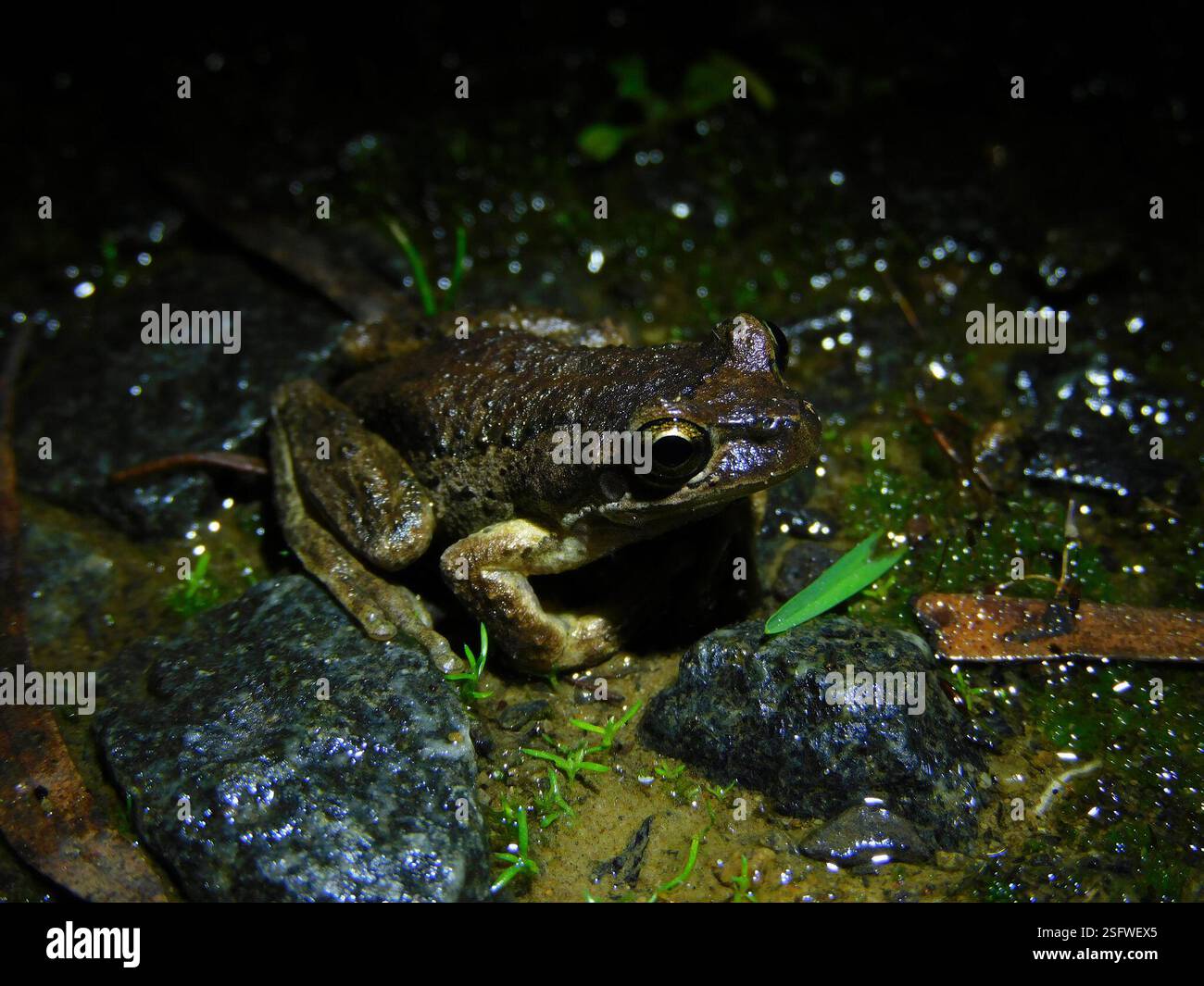 Brown Tree Frog (Litoria ewingii), Amphibia, Hobart TAS, Australia ...