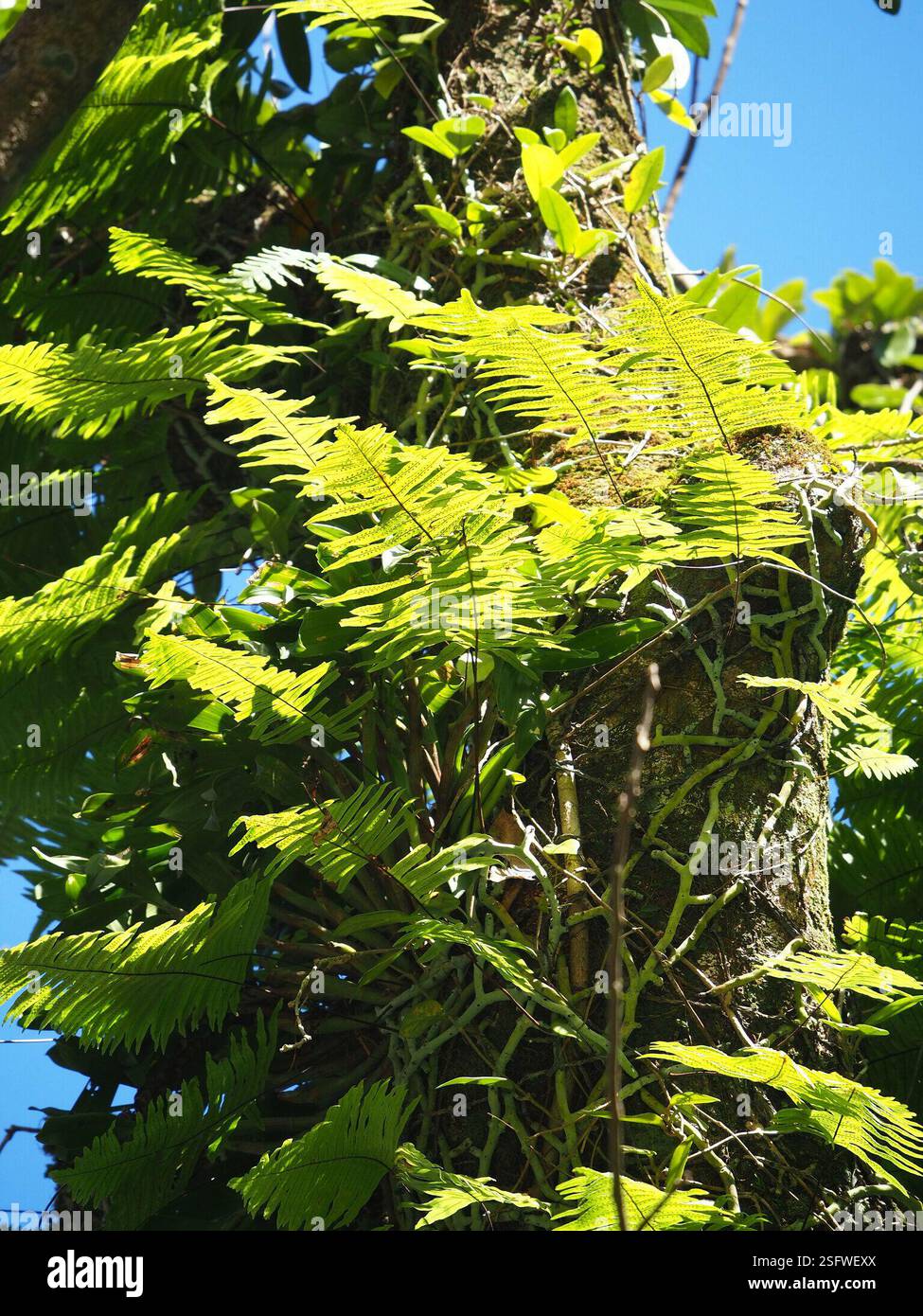 Taiwan Polypody (Goniophlebium formosanum), Plantae, 台灣新北市 Stock Photo ...