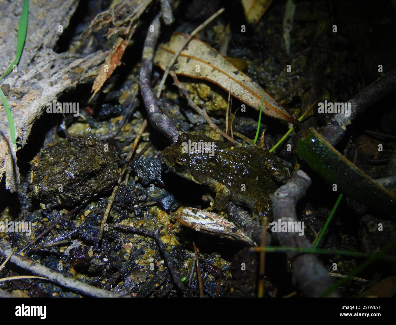 Common Eastern Froglet (Crinia signifera), Amphibia, Hobart TAS ...
