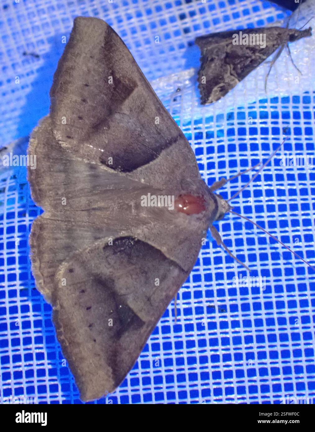 Banded Falsethorn (Mocis mayeri), Insecta, Santo Antão, Cape Verde, CV ...