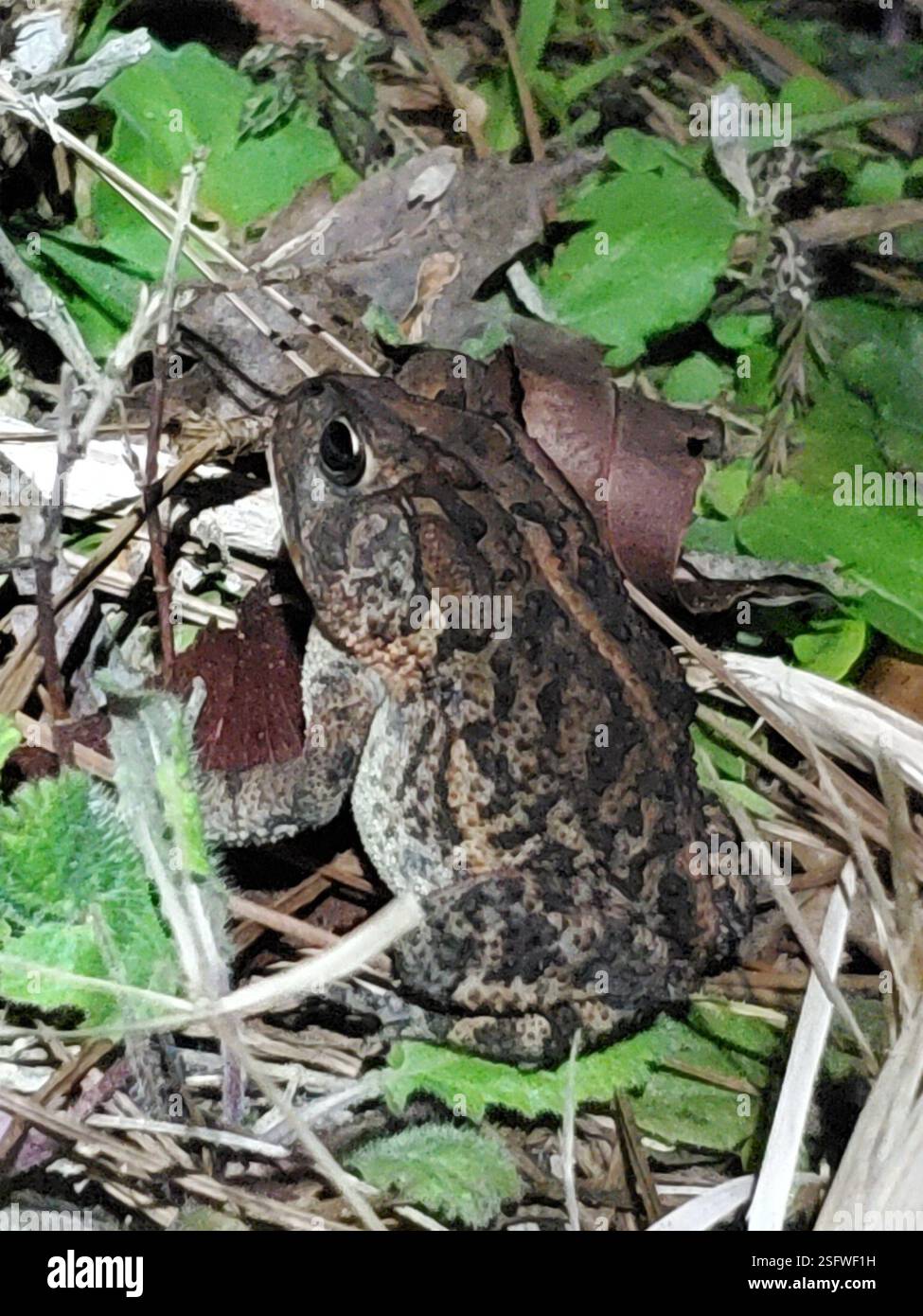 Southern Toad (Anaxyrus terrestris), Amphibia, Hawthorne, FL 32640, USA ...