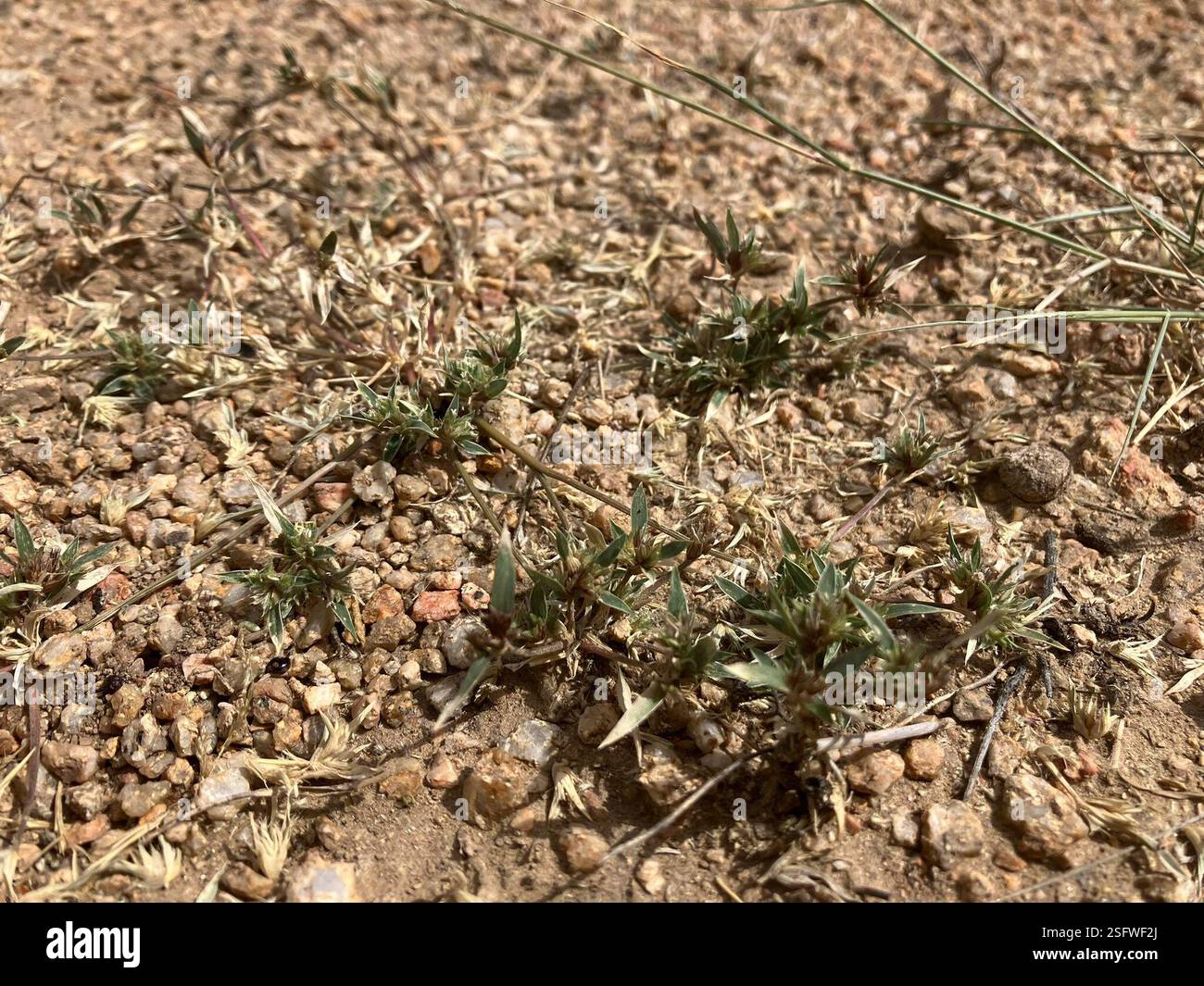 False Buffalograss (Munroa squarrosa), Plantae, Mojave National ...