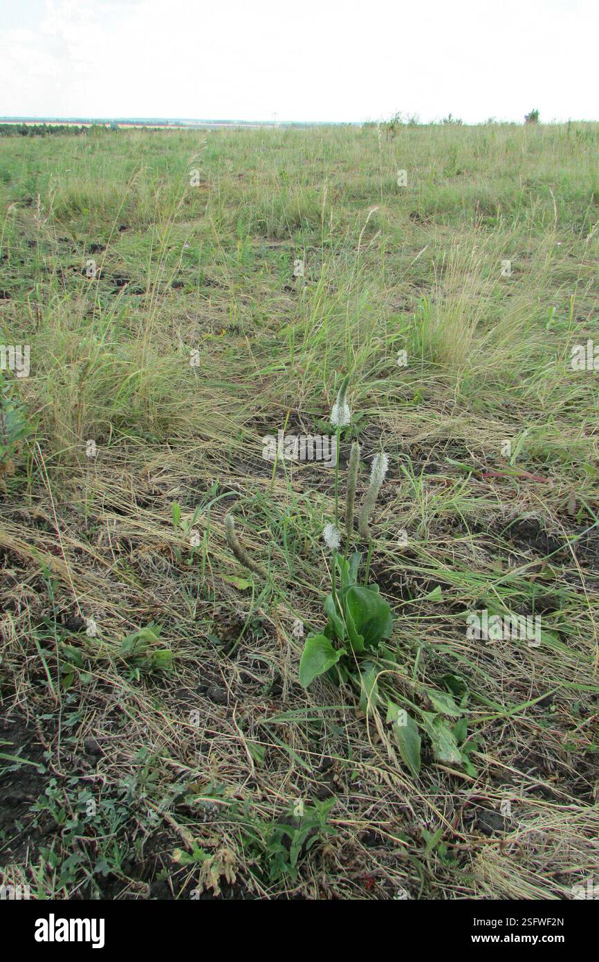 (Plantago maxima), Plantae, Малосердобинский р-н, Пензенская обл ...