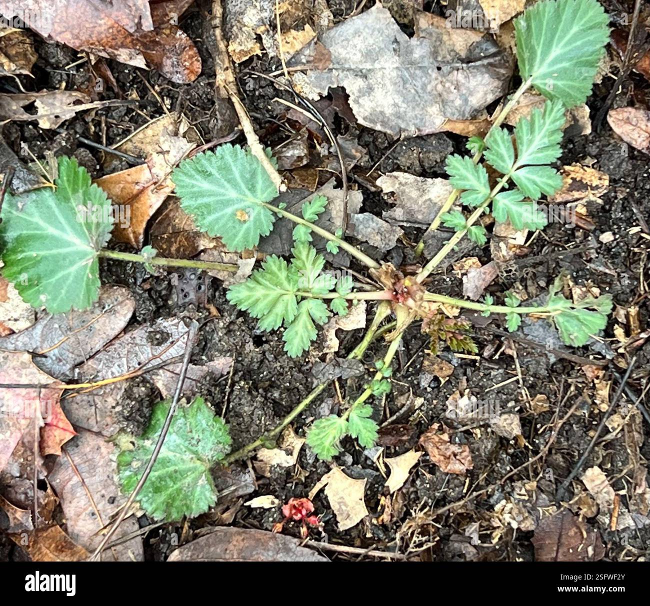 white avens (Geum canadense), Plantae, Quiet Waters Park, Annapolis, MD ...