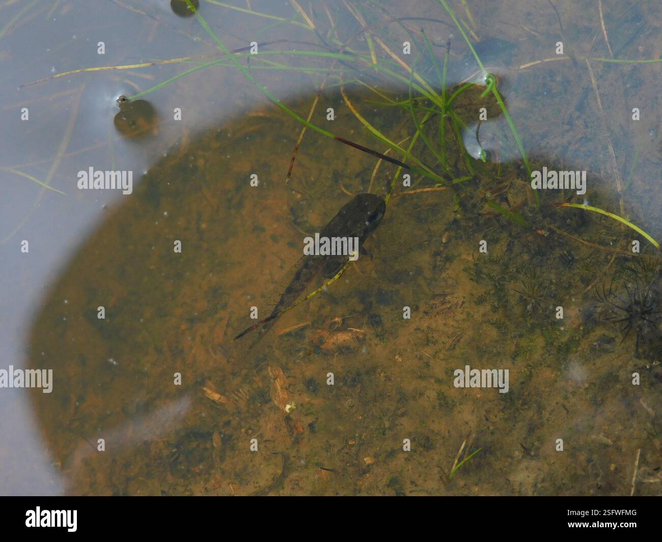 Common Eastern Froglet (Crinia signifera), Amphibia, Hobart TAS ...