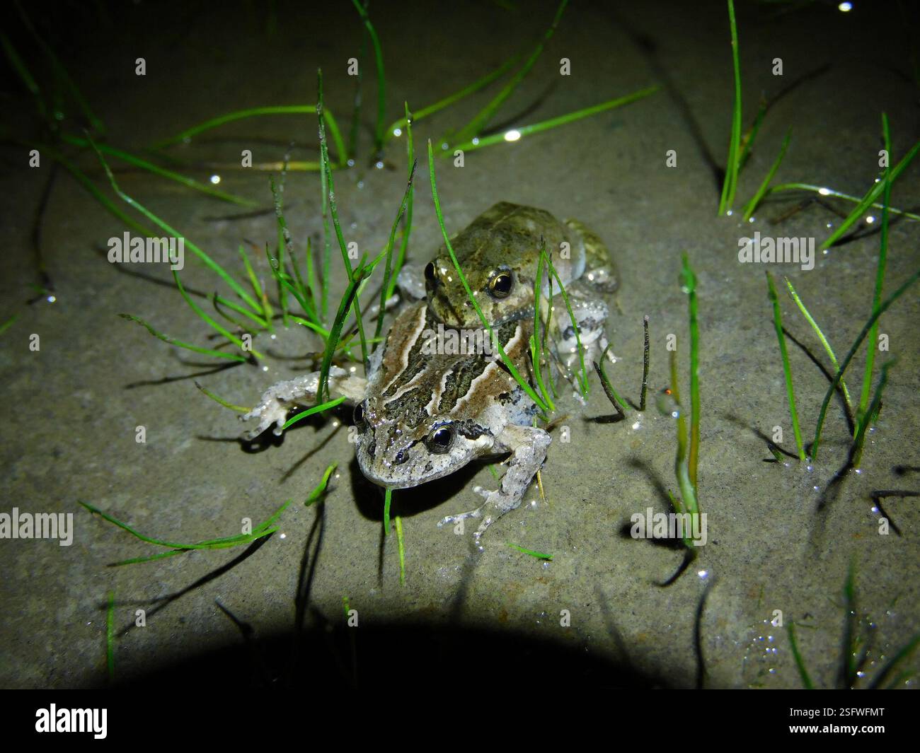 Common Eastern Froglet (Crinia signifera), Amphibia, Hobart TAS ...