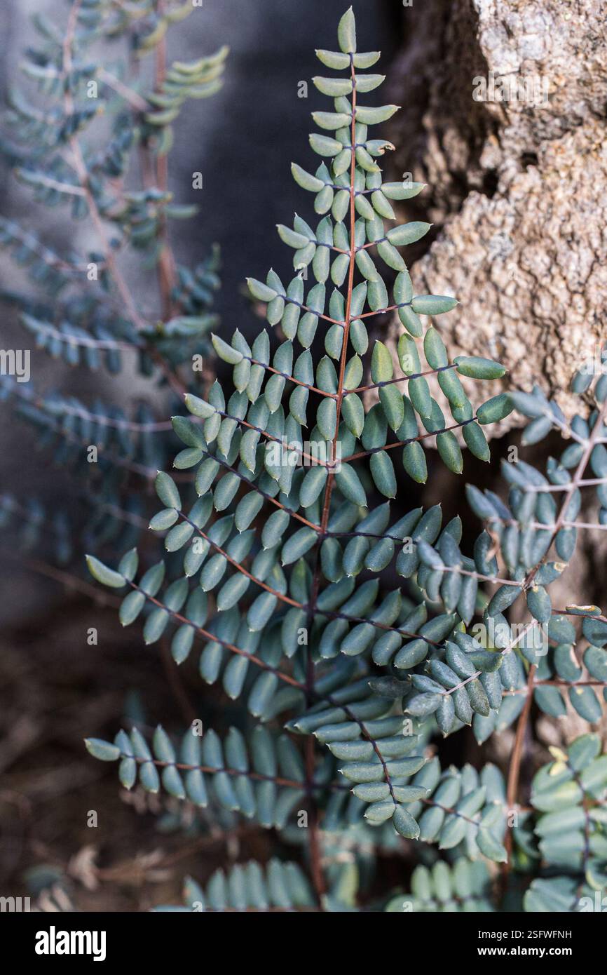 spiny cliff-brake (Pellaea truncata), Plantae, Doña Ana County, NM, USA ...