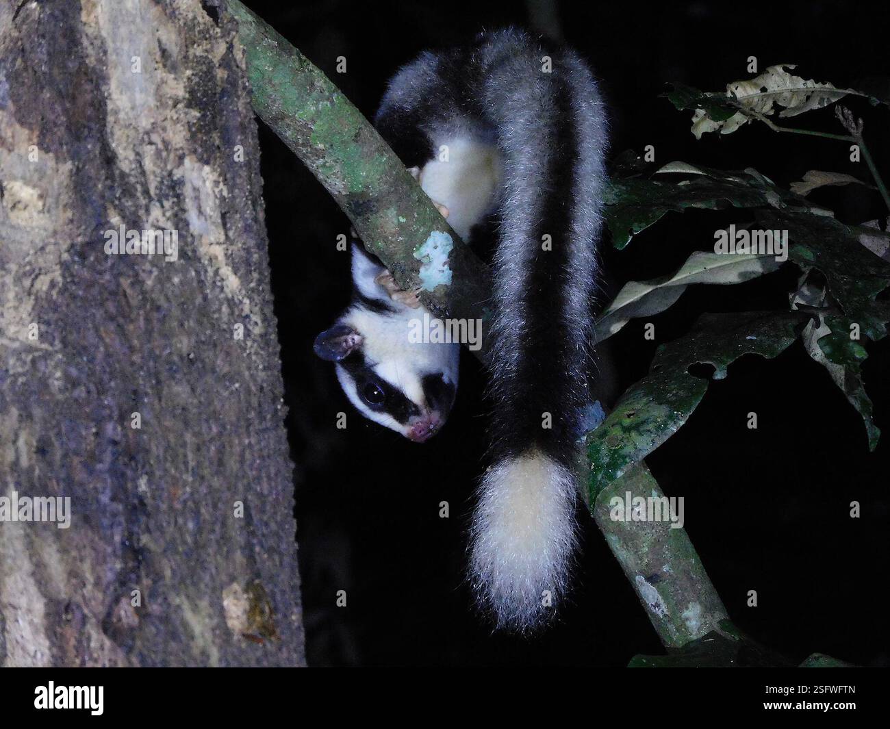 Striped Possum (Dactylopsila trivirgata), Mammalia, Fig Tree Road, East ...