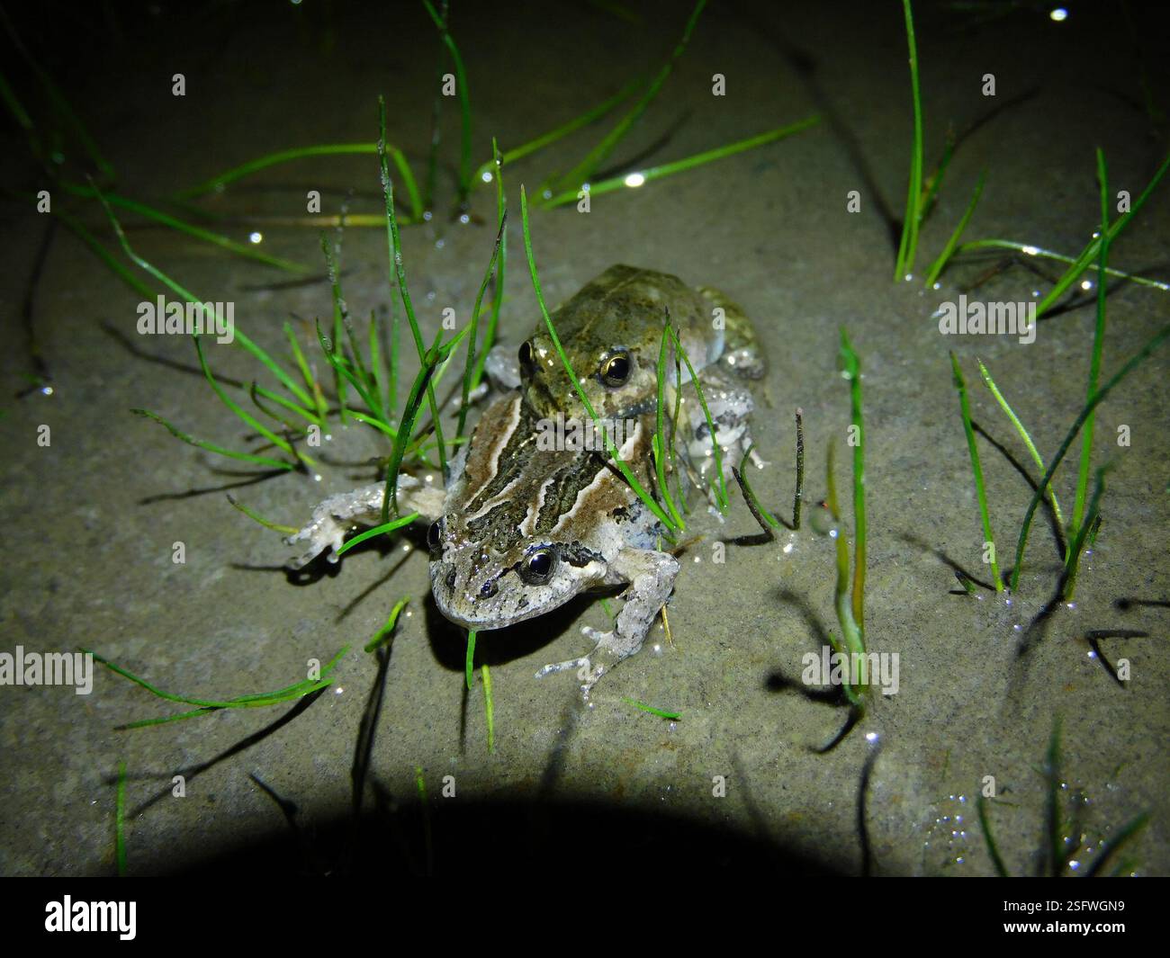 Common Eastern Froglet (Crinia signifera), Amphibia, Hobart TAS ...