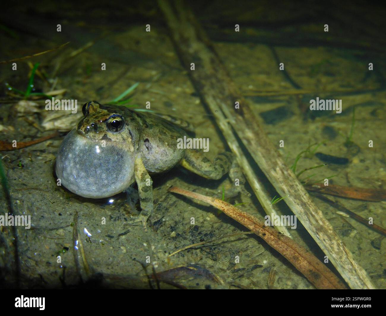 Common Eastern Froglet (Crinia signifera), Amphibia, Hobart TAS ...