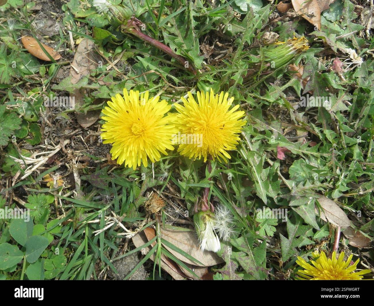 dandelions (Taraxacum), Plantae, Windsor Forest, Savannah, GA, USA ...