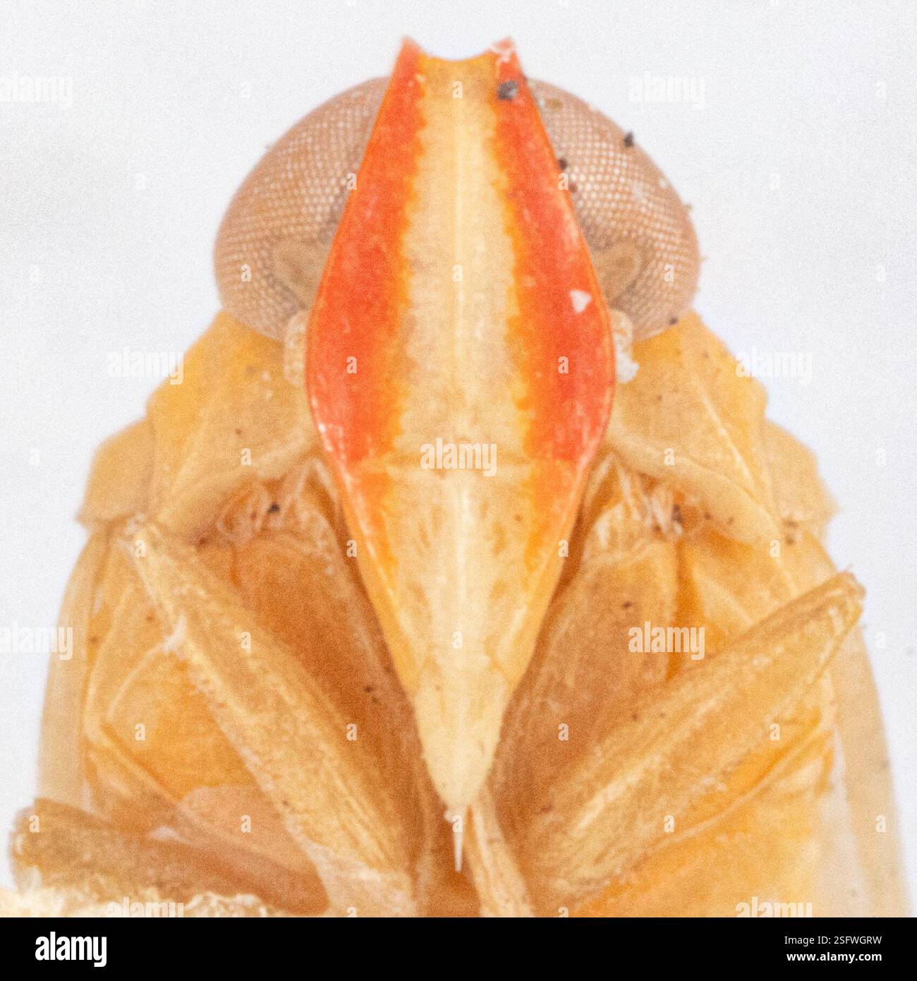 (Haplaxius caldwelli), Insecta, Mexico, This is a paratype of Myndys ...