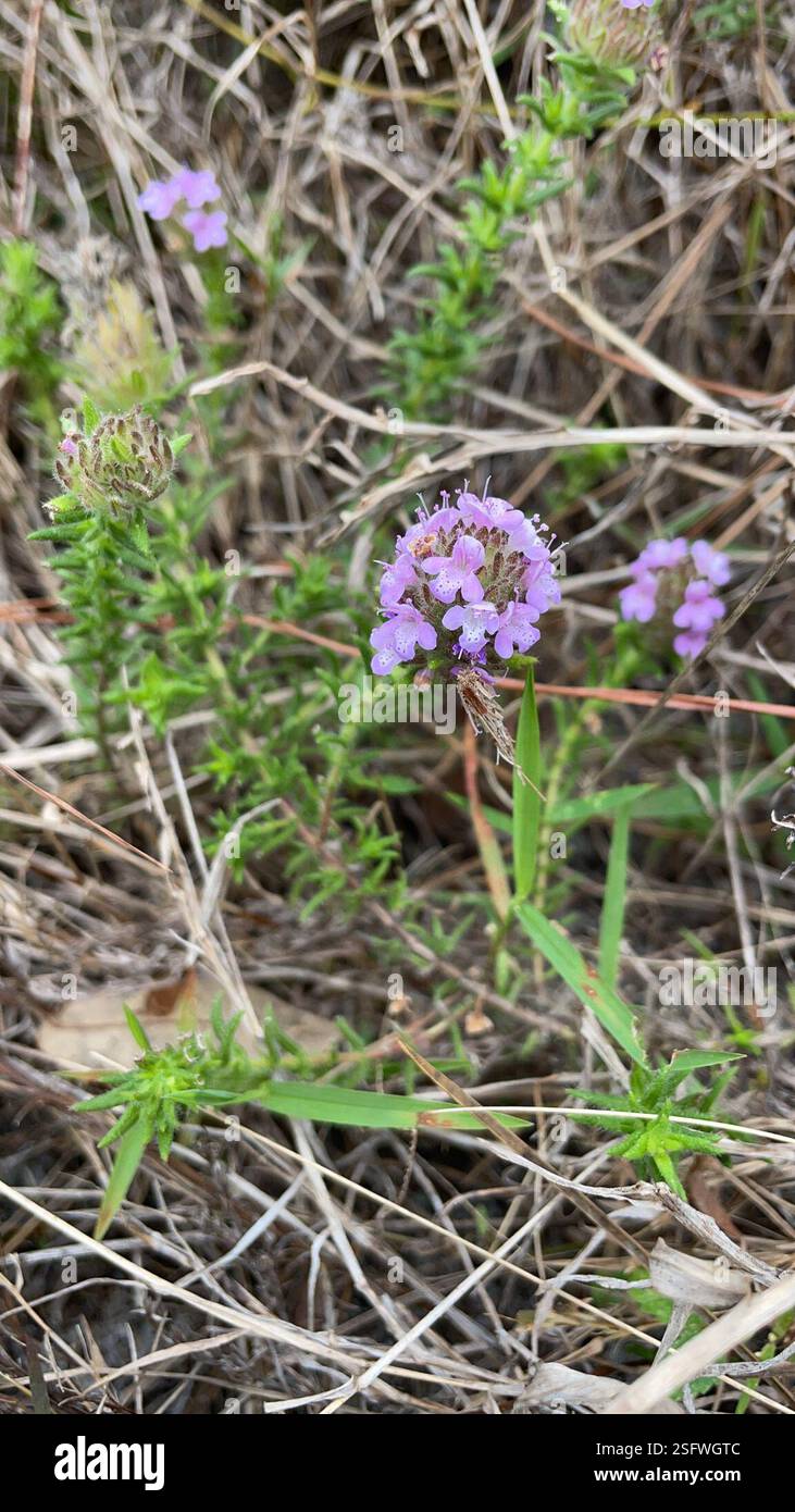 Florida pennyroyal (Piloblephis rigida), Plantae, Palm Beach Gardens ...