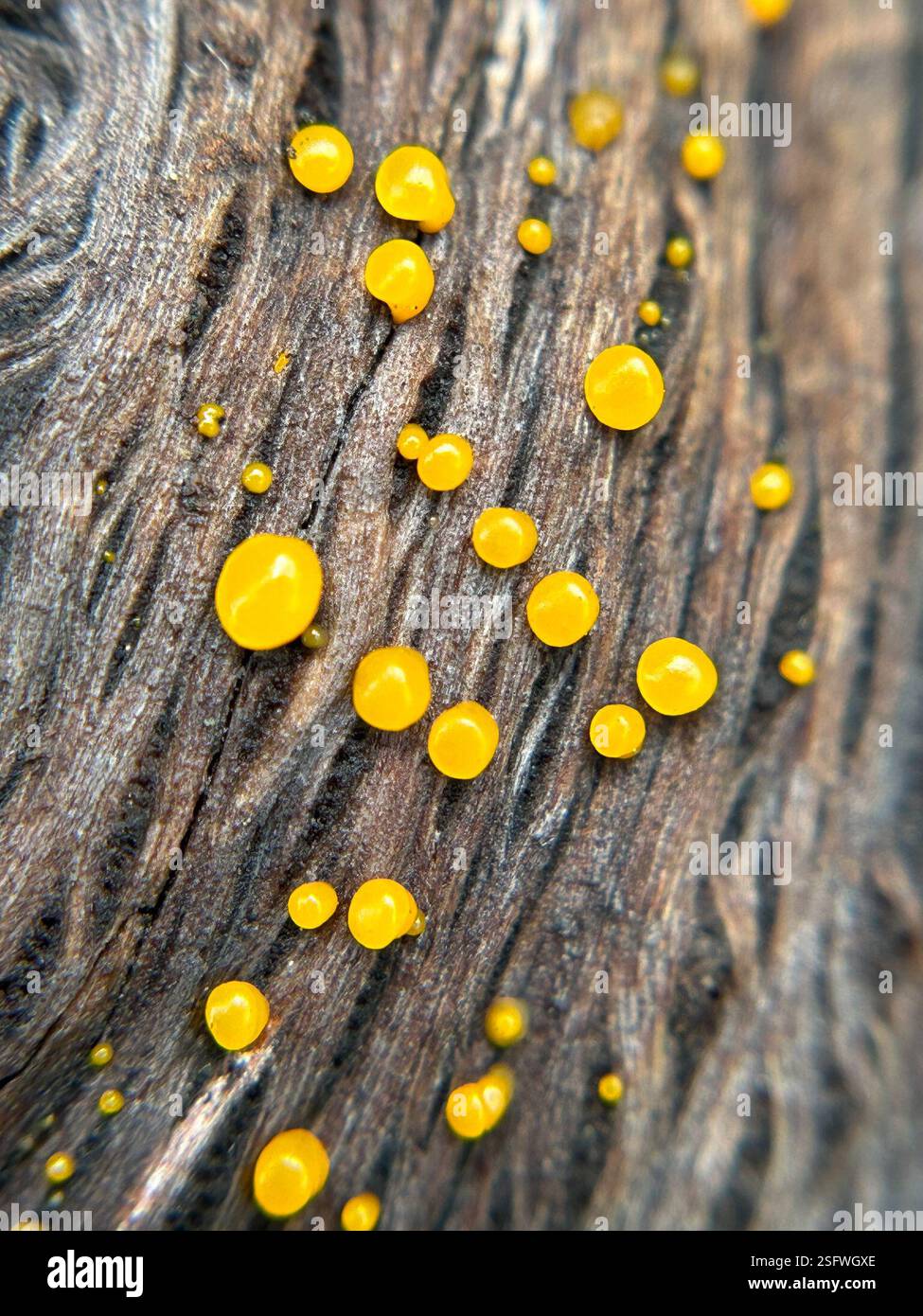 (Dacrymyces), Fungi, El Chorro Regional Park, San Luis Obispo, CA, US ...