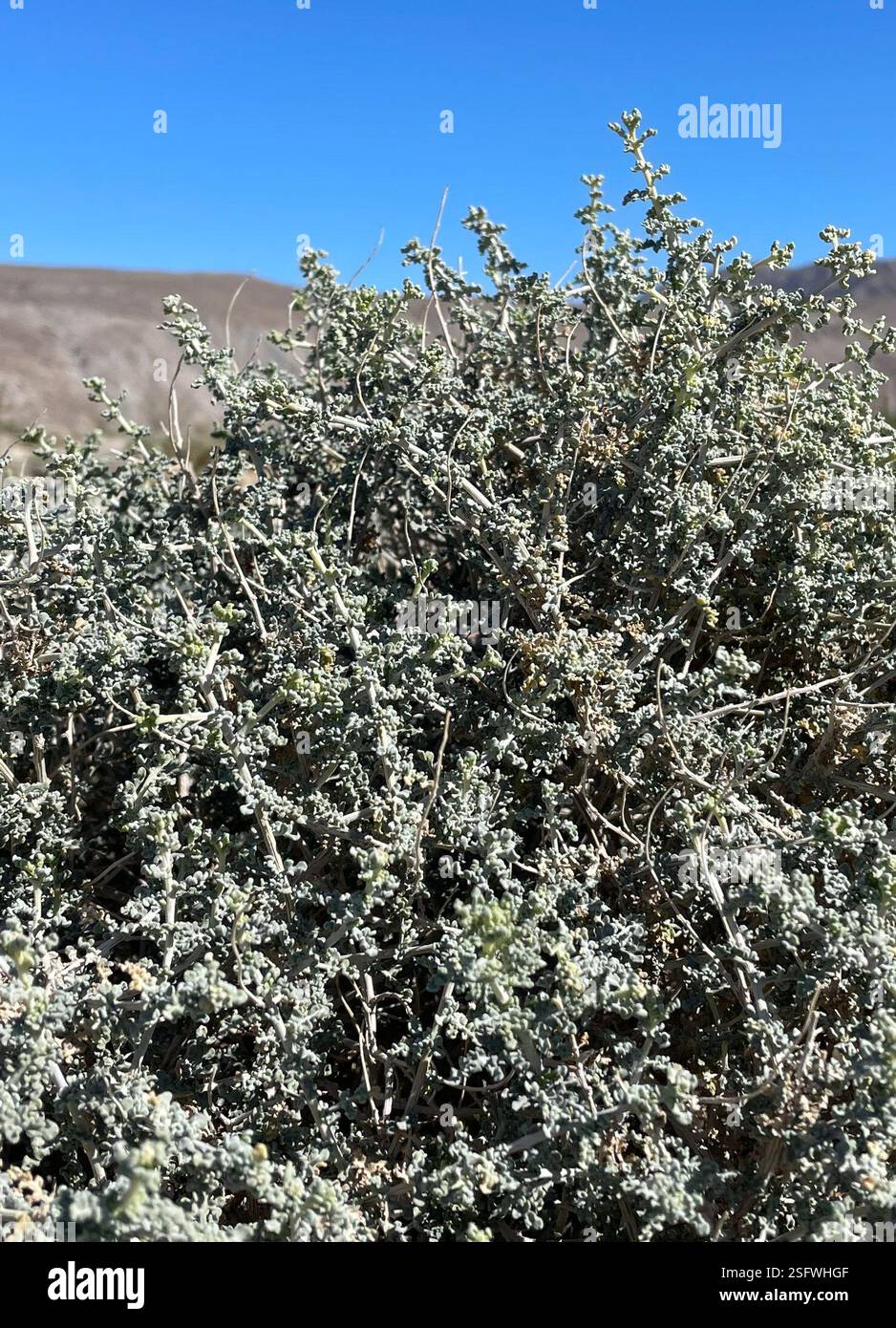 Burrobush (Ambrosia dumosa), Plantae, Thousand Palms Canyon Rd ...