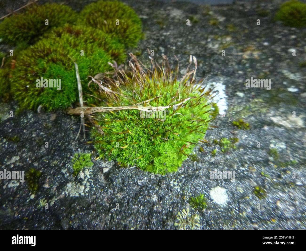 Wall Screw-moss (Tortula muralis), Plantae, 3361 Aschbach-Markt ...