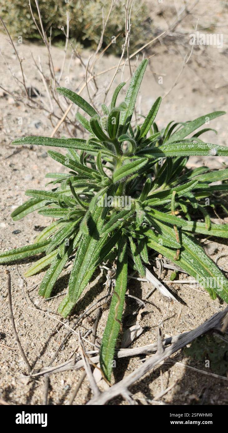 bearded cryptantha (Cryptantha barbigera), Plantae, Whitewater, CA ...