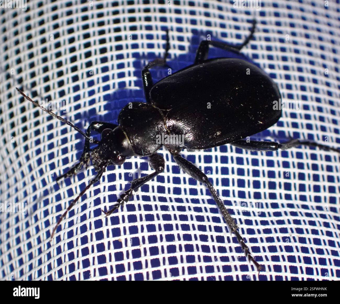 (Calosoma olivieri), Insecta, Santo Antão, Cape Verde, CV Stock Photo ...